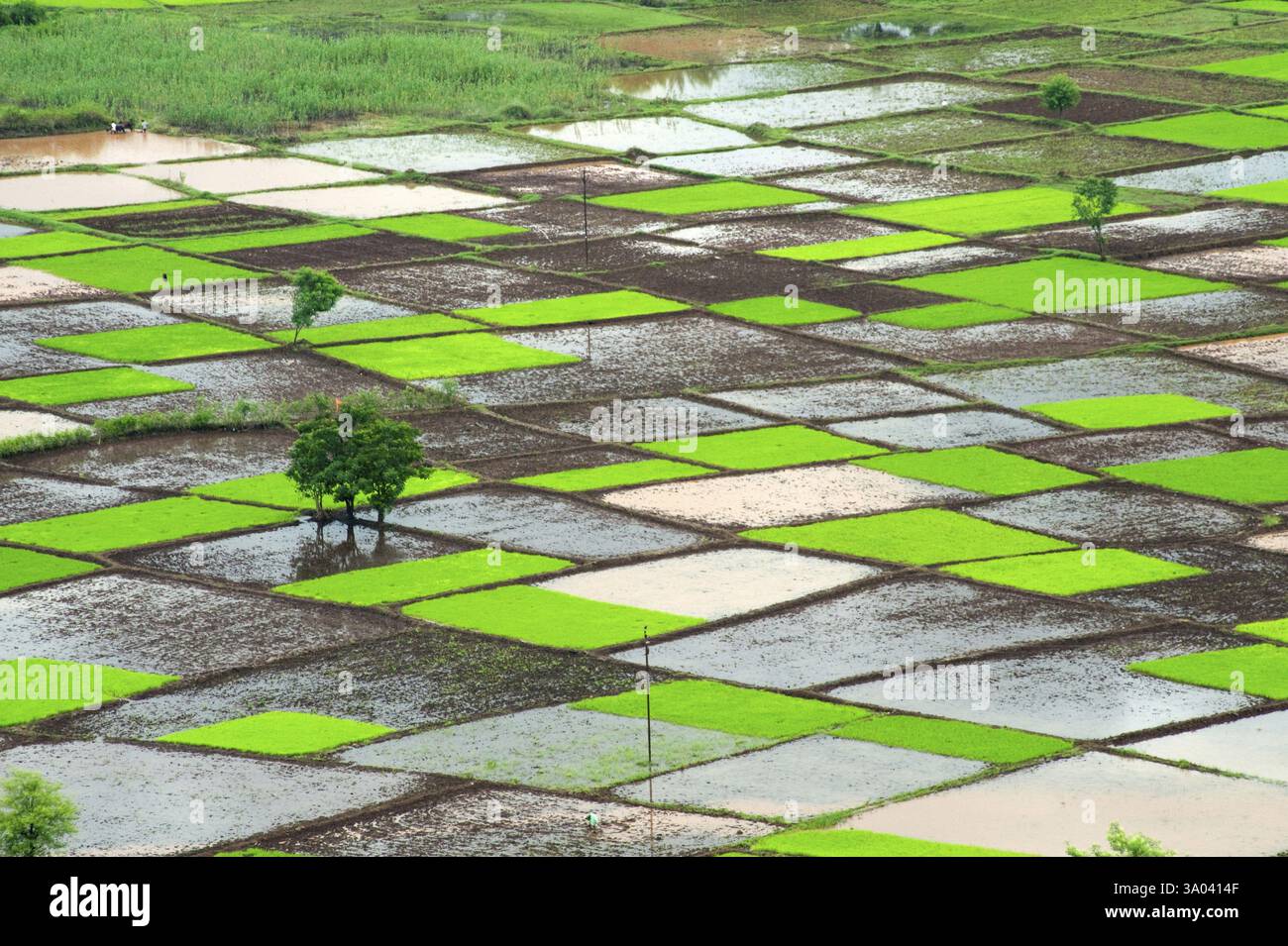 Paddy rice field in squares pattern in monsoon, Chiplun, Ratnagiri ...