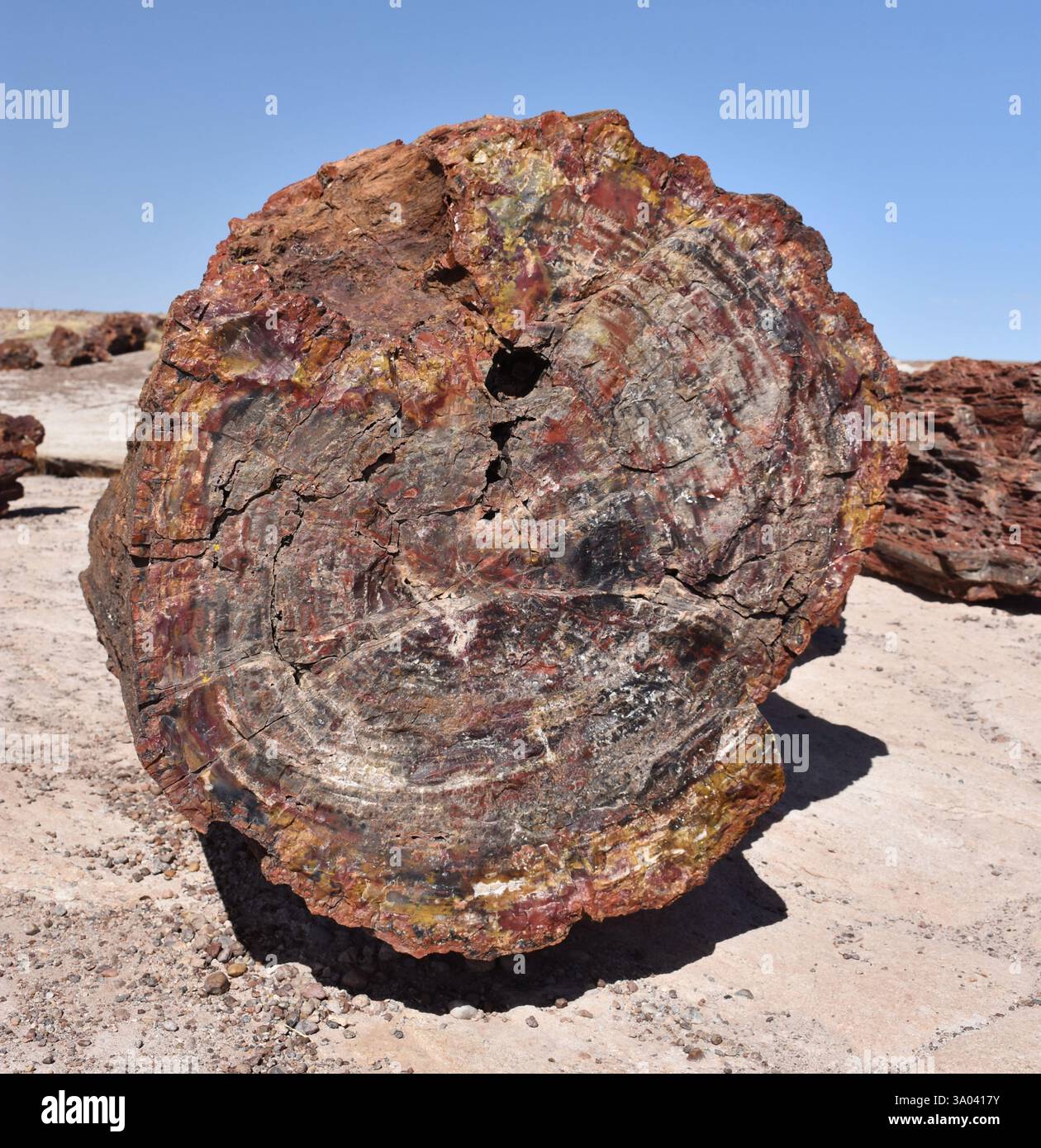 Petrified forest national park hi-res stock photography and images - Alamy