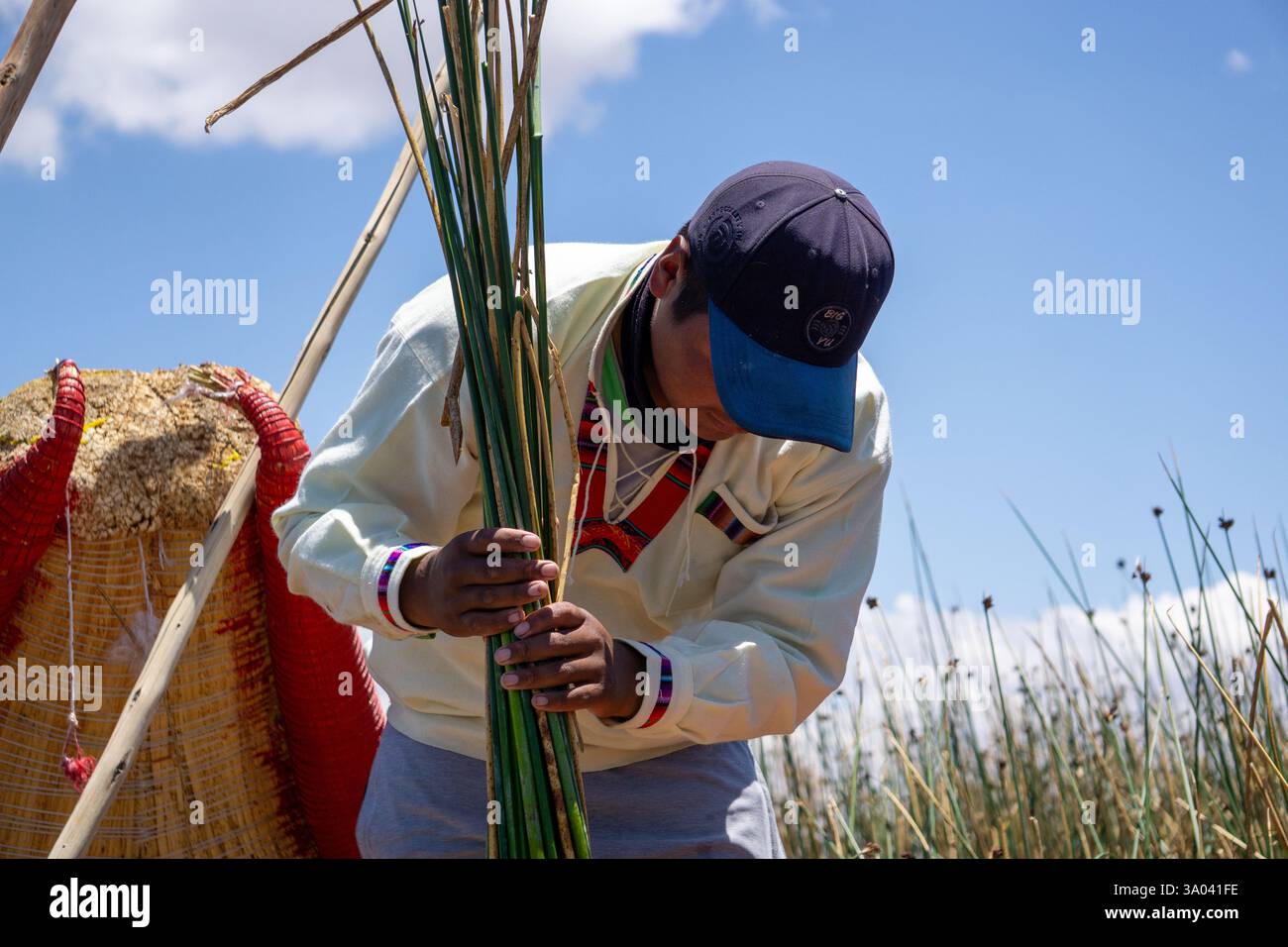 Indigenous Local Using Totora Reeds on the Floating Uros Islands at ...