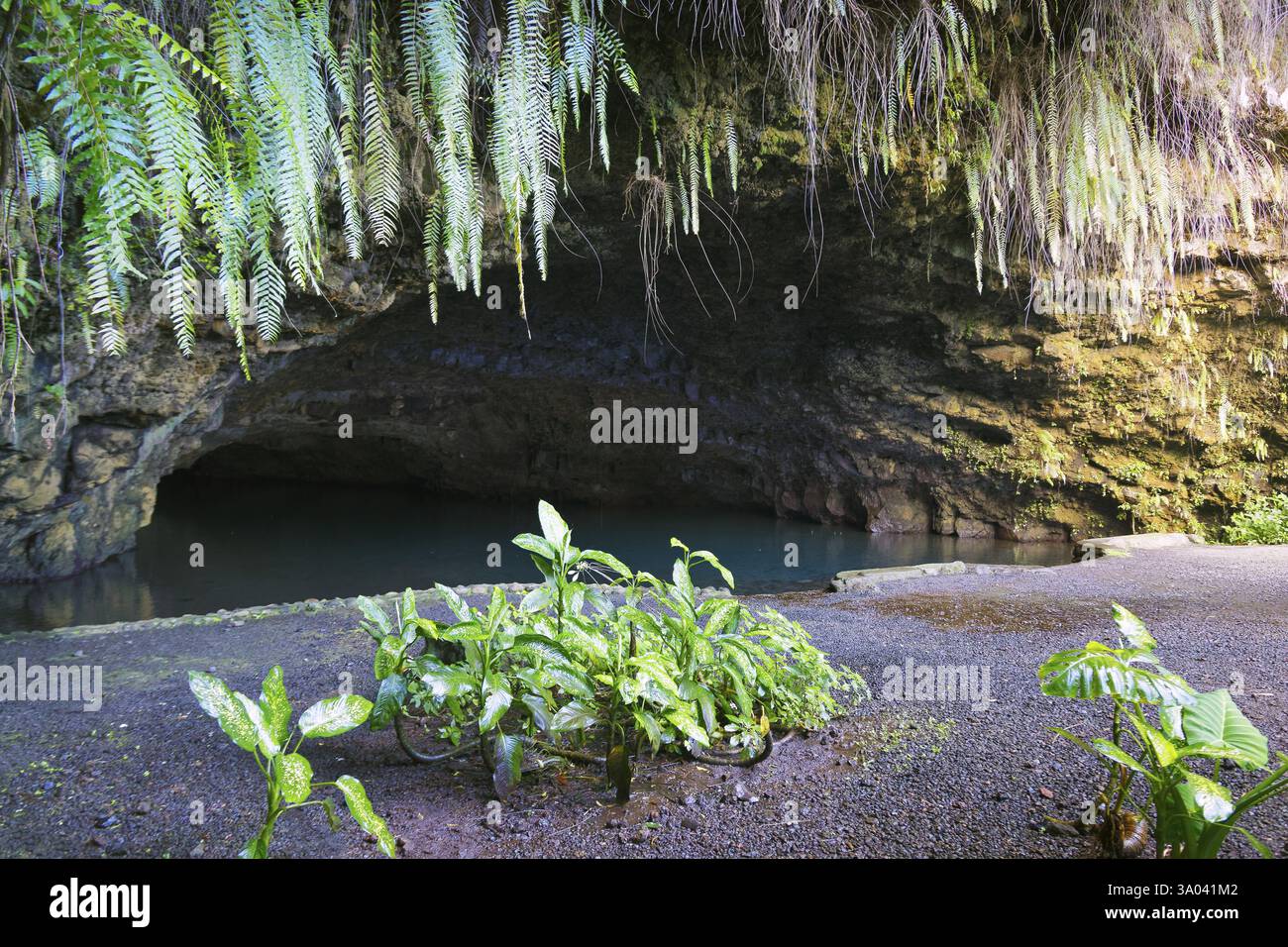 Grotto, filled with water, plants, various, various, Grottes De Mara'a ...
