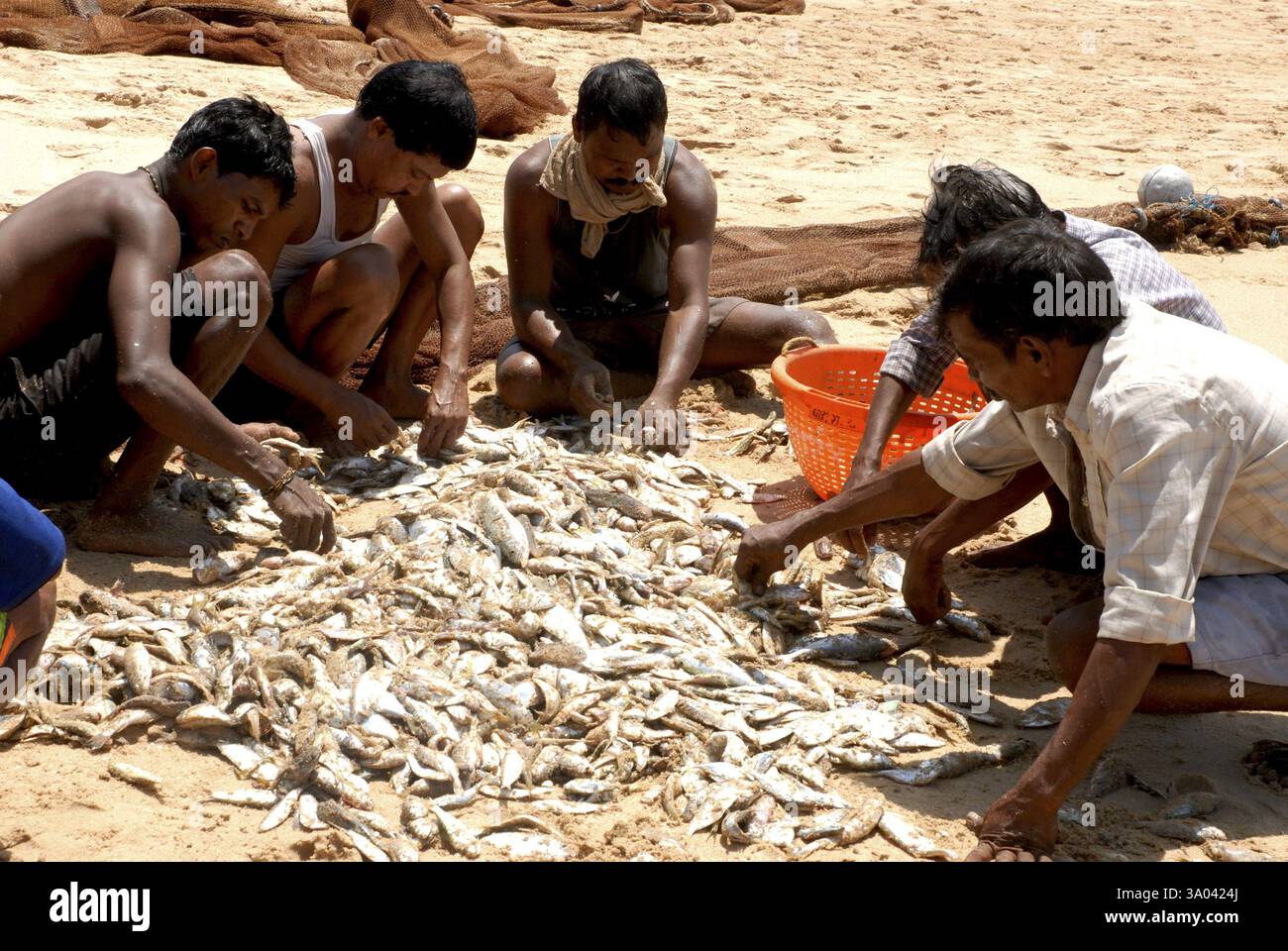 Sorting of fishes by fishermen on Kunkeshwar beach, Devgarh, Konkan ...