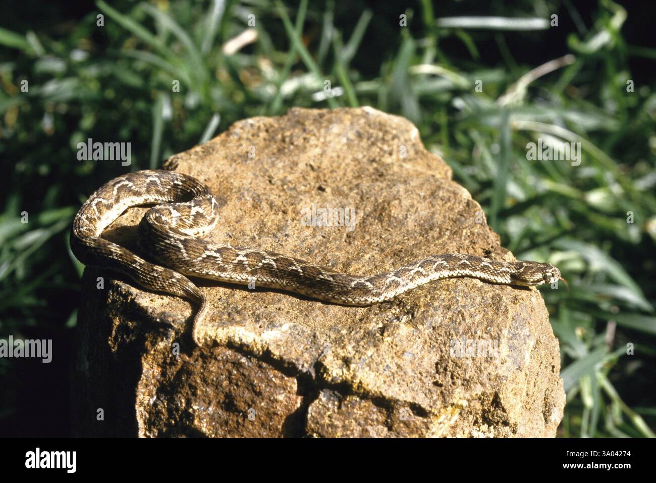 Snake, saw scaled viper echis cariniatus Stock Photo - Alamy