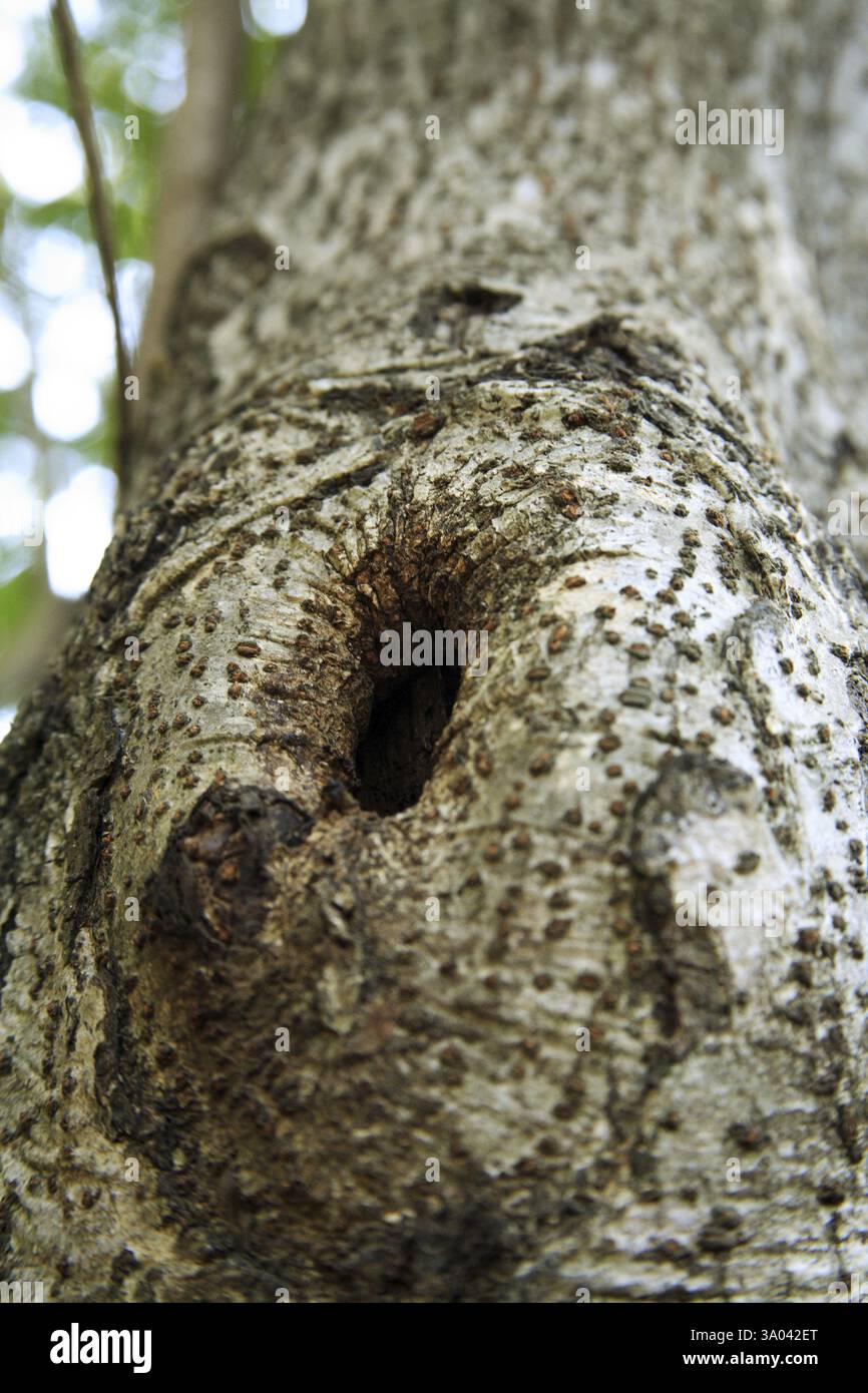 Tree trunk texture in sanjay gandhi national park, Borivali, Bombay ...