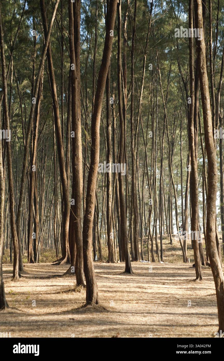 Beefwood trees suru casuarina equisetifolia at nagaon, Alibag ...