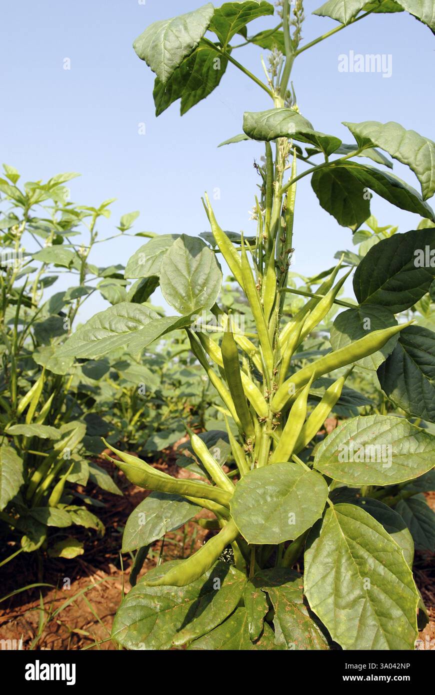 Cyamopsis tetragonoloba Linn Taub, Cyamopsis psoralioides, Fabaceae ...