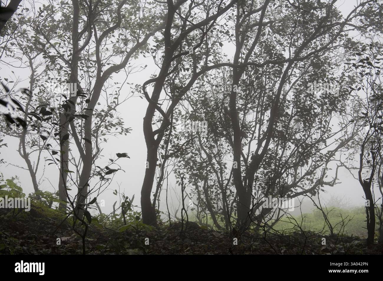 View of forest in Monsoon Season on Hill station, Matheran, Maharashtra ...