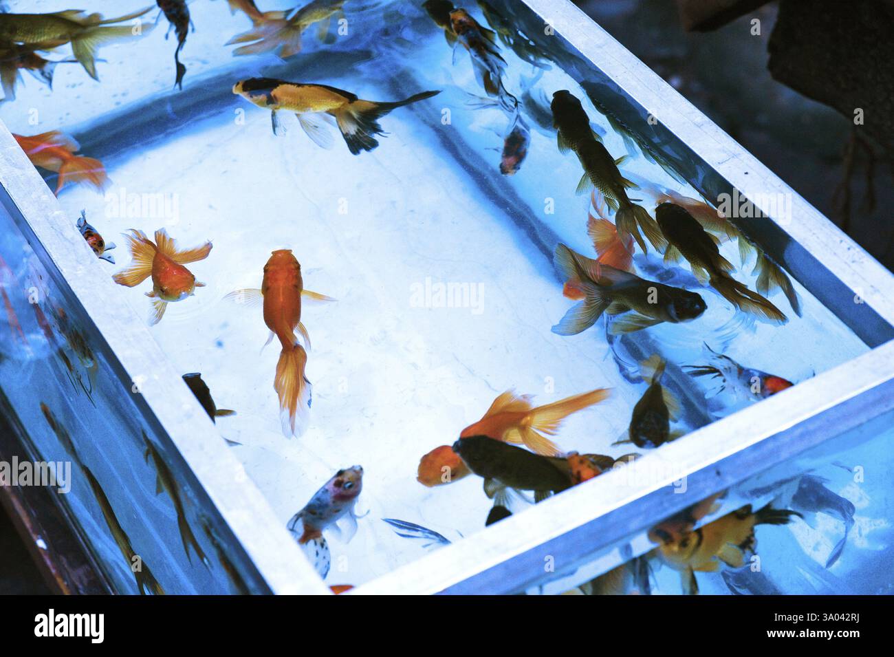 Aquarium fishes japanese gold fish, Calcutta Kolkata, West Bengal ...