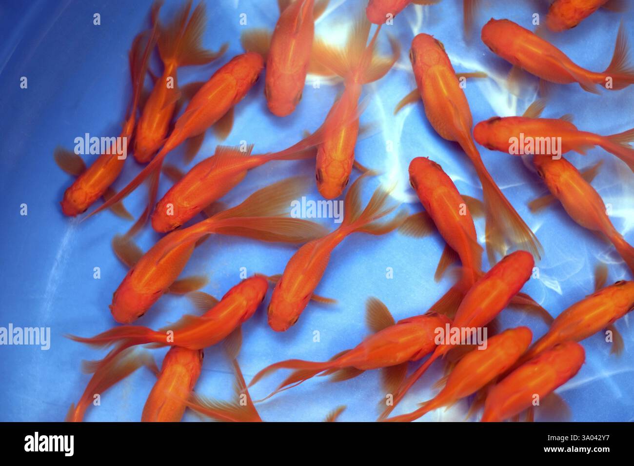 Aquarium fish, cyprinidae carassius auratus red cap, Oranda, West ...