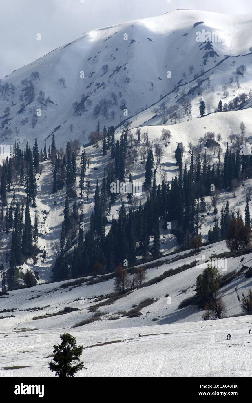 Chinar trees against snow mountains Gulmarg Jammu and Kashmir India ...