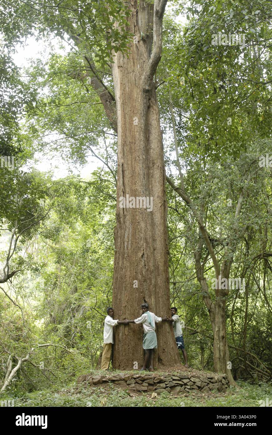 People encircling 7 meter girth largest rose wood tree in Yanaipallam ...