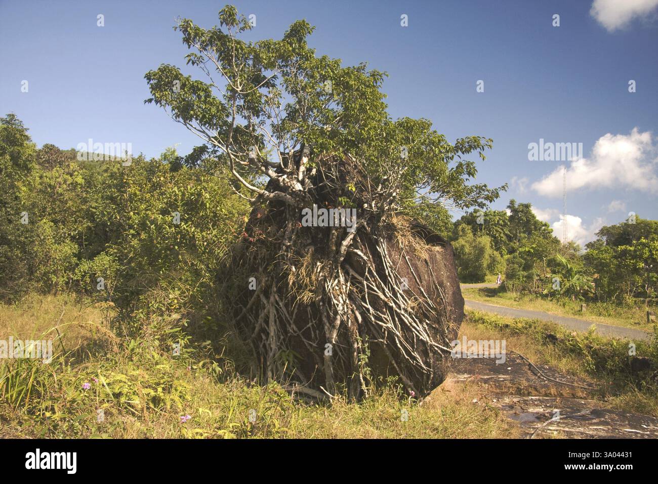 Banyan tree growing roots clearly visible on huge rock, Meghalaya ...
