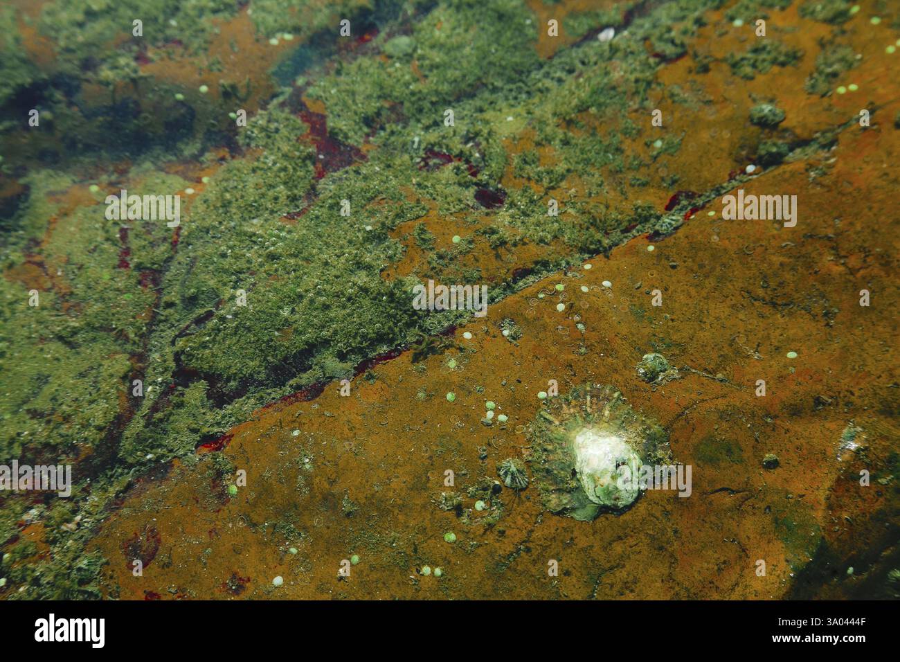 Green Moss Aksa Beach Malad Mumbai India Asia Dec 2011 Stock Photo - Alamy