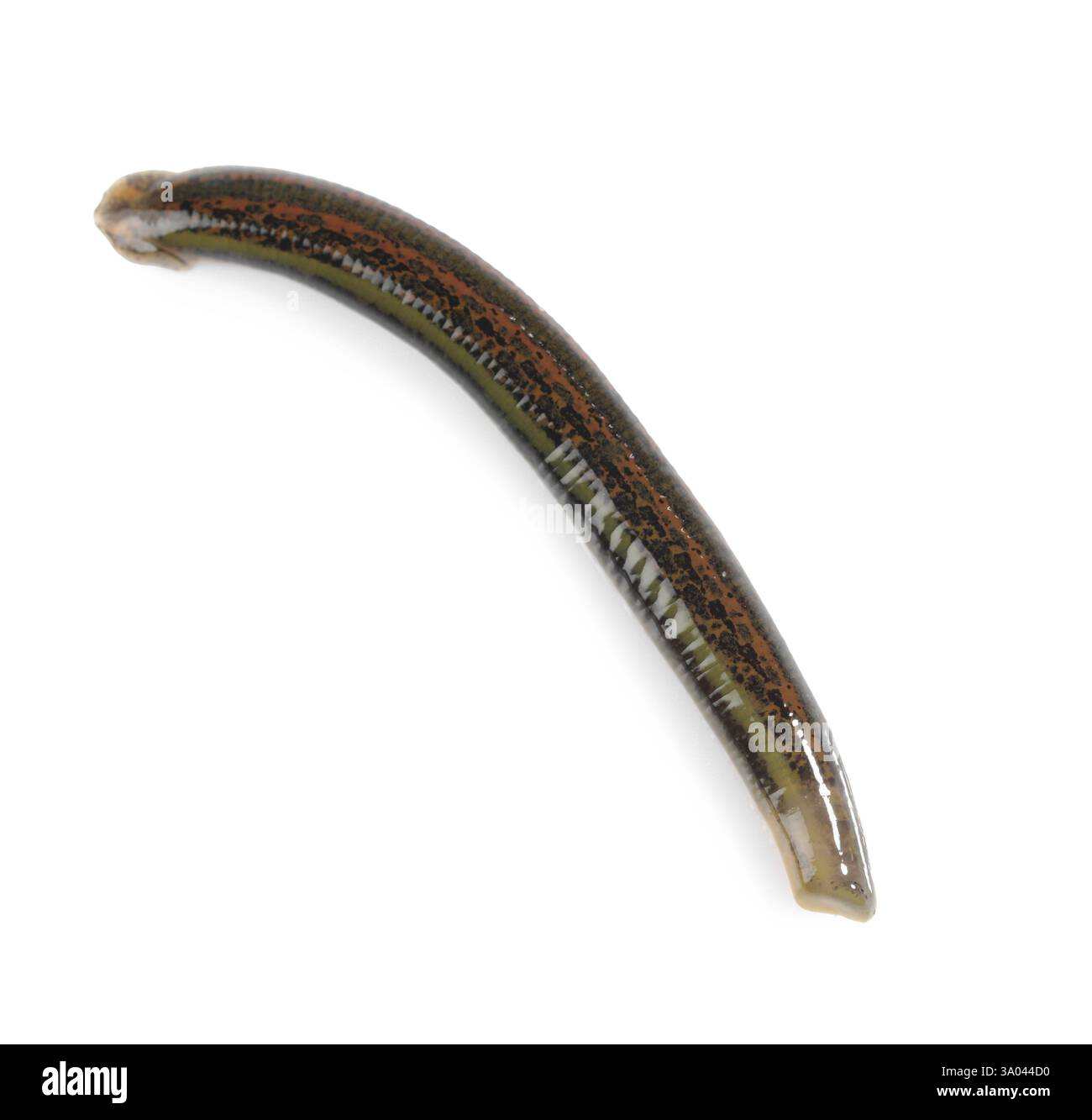 One medicinal leech isolated on white, top view Stock Photo - Alamy