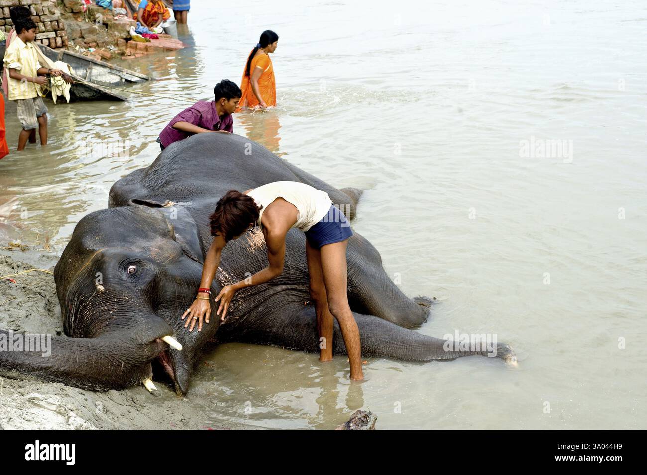 Elephant bathing at river sone, Bihar, India, Asia Stock Photo - Alamy