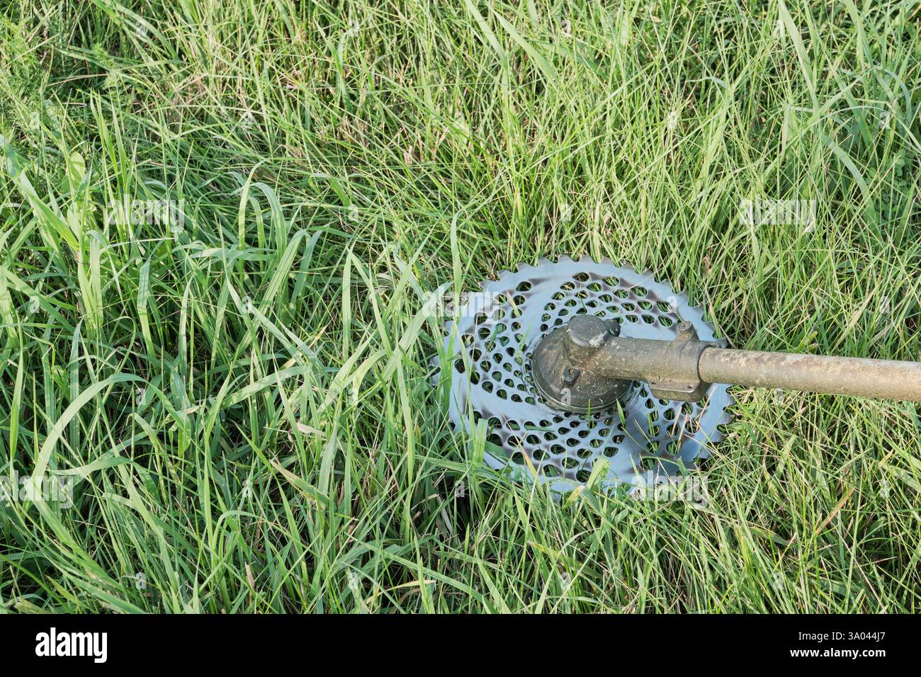Trimmer disc hi-res stock photography and images - Alamy