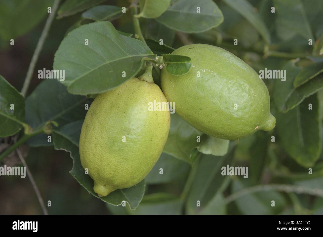Food, Fruits Lemon Citrus limon, Family: Rutaceae Citrus Fruit, Oval ...