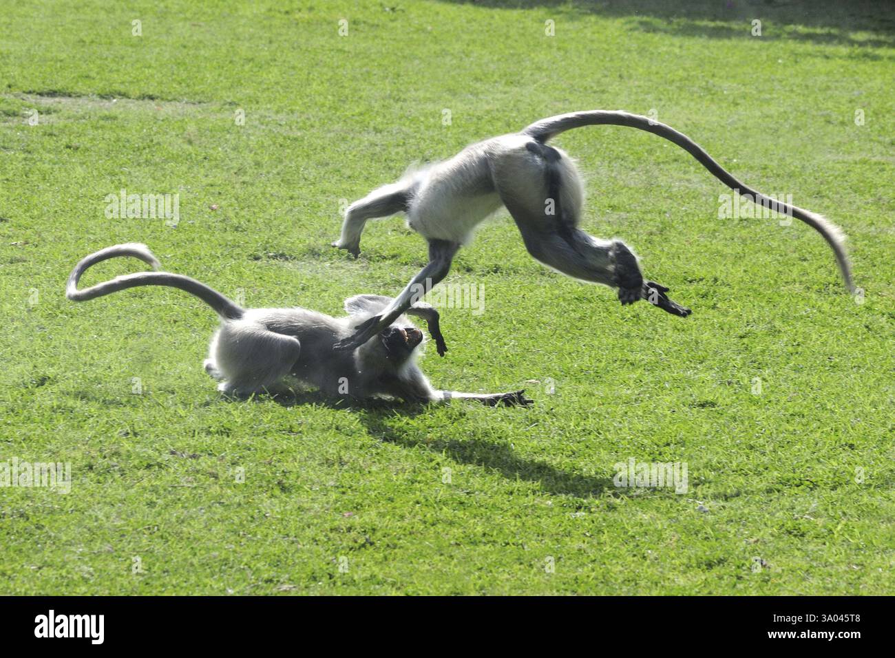 Common Langur presbytis entellus, Jodhpur, Rajasthan, India, Asia Stock ...