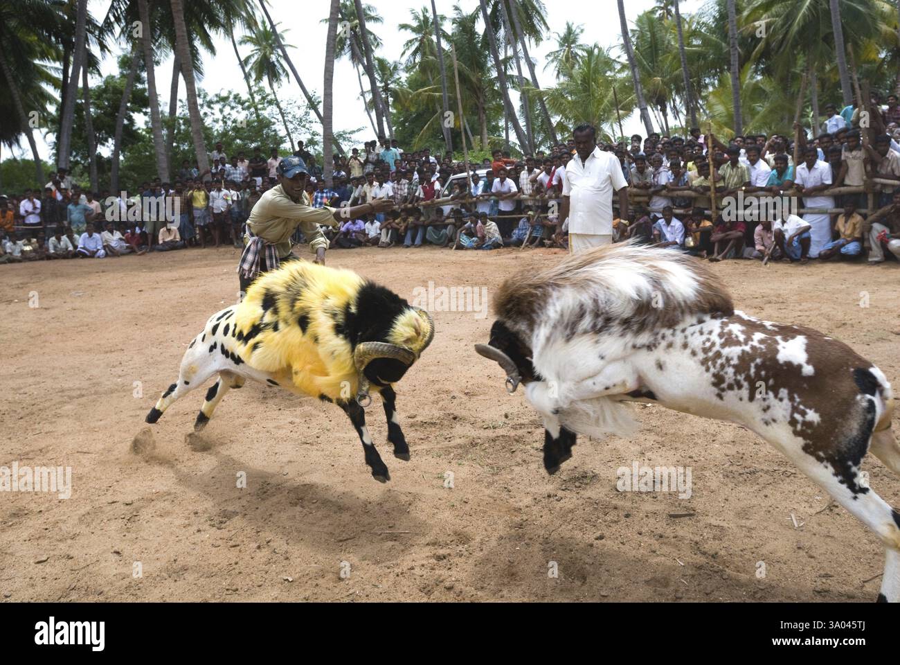 Fighting goats kidaai muttu, Madurai, Tamil Nadu, India, Asia Stock ...