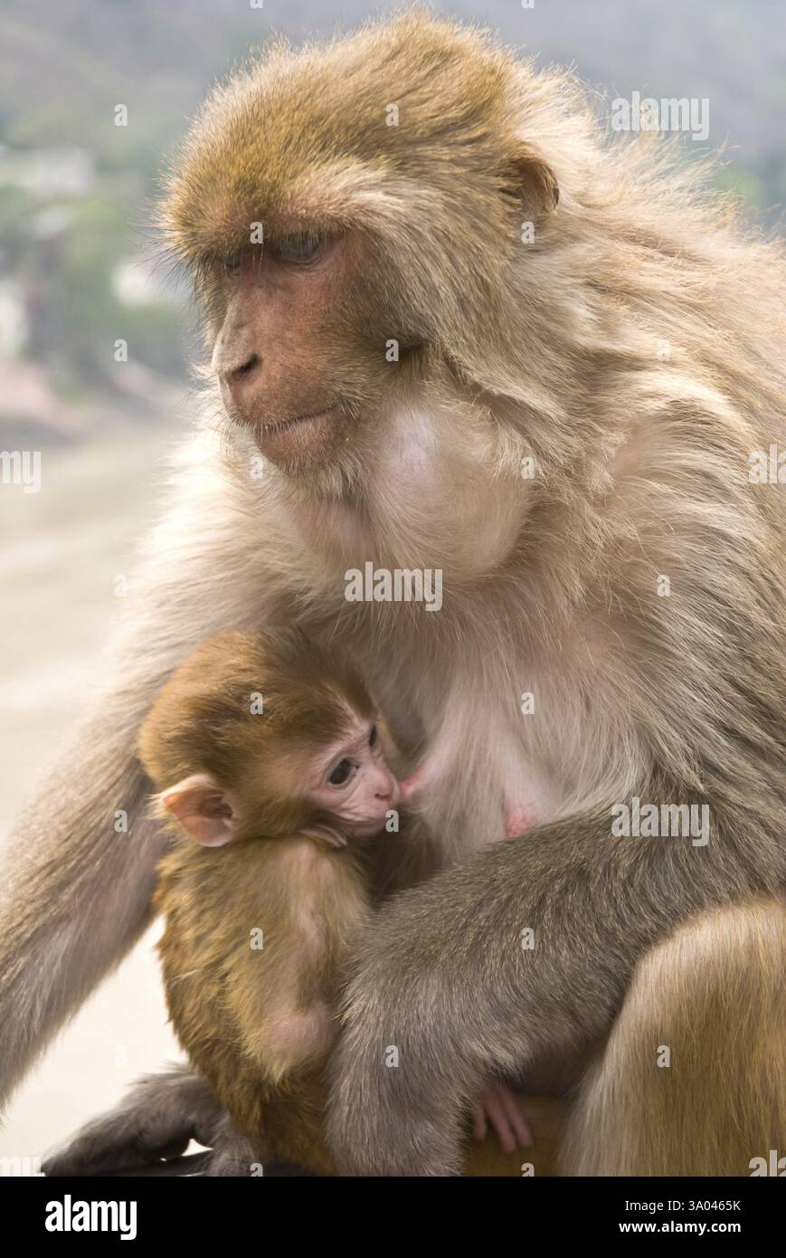 Rhesus macaque macaca mulatta with young, Rishikesh, Uttaranchal ...