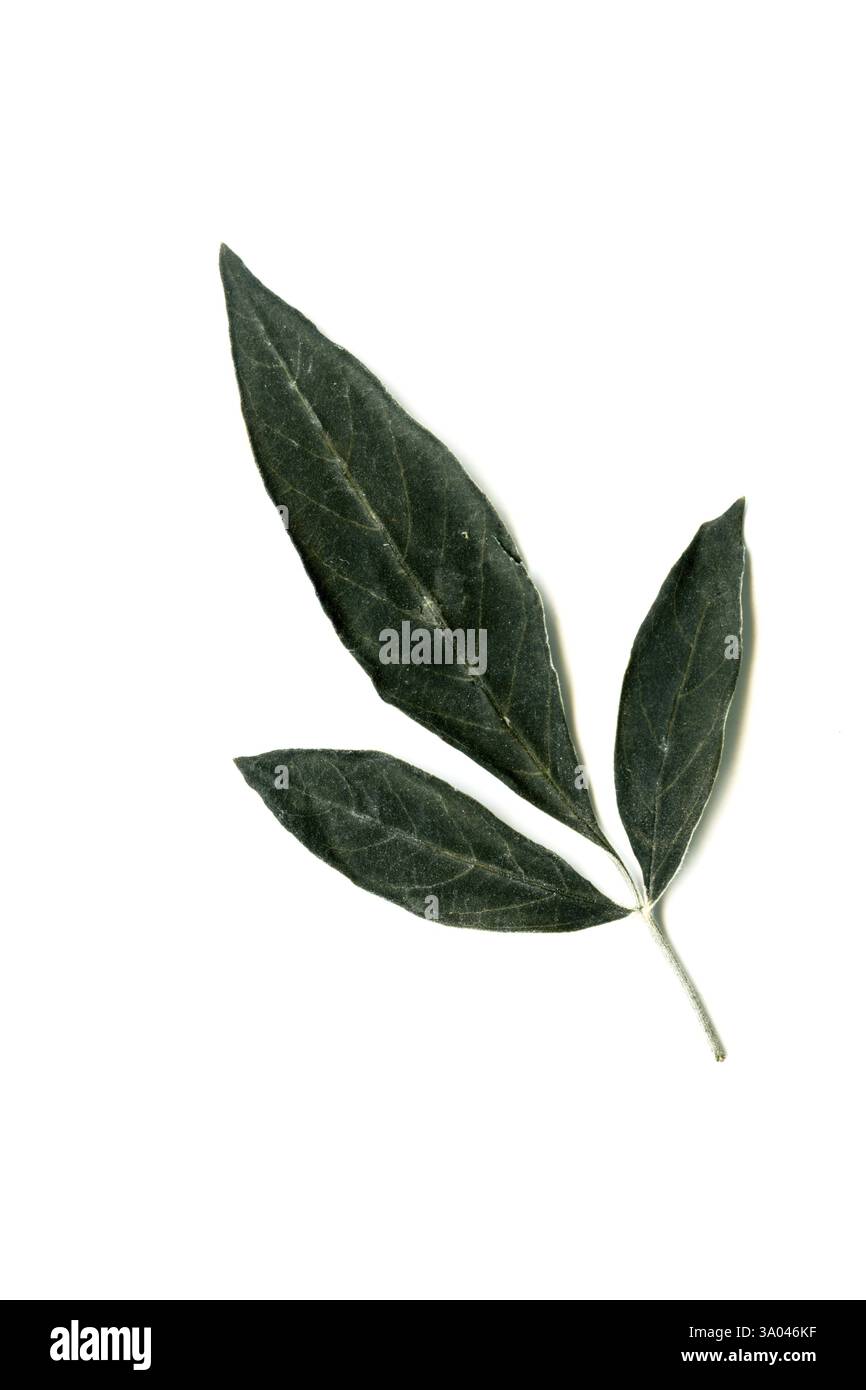 Bilipatra bilva aegle marmelos on white background Stock Photo - Alamy