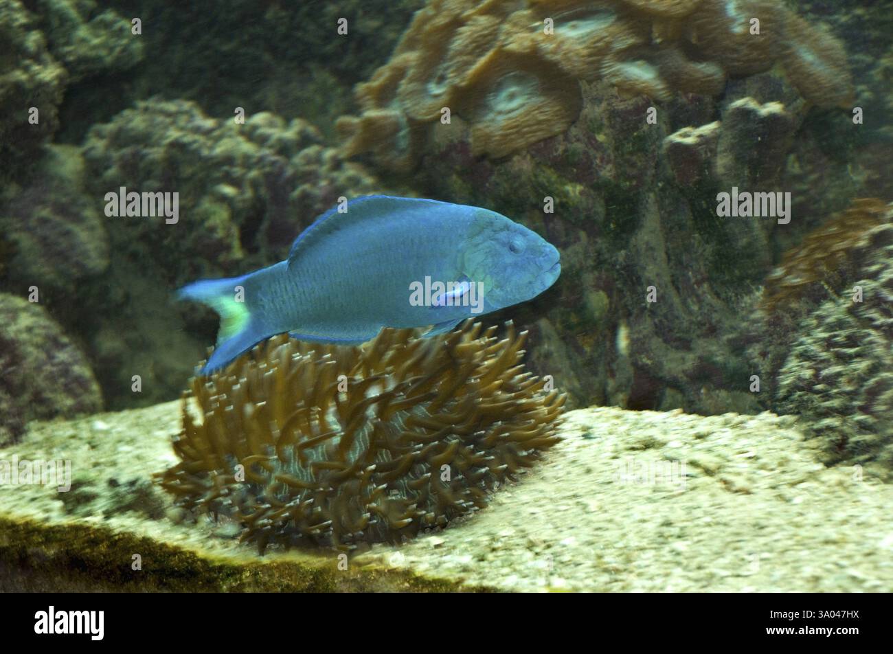 Moon Wrasse fish blue, Green Island, Cairns, Queensland, Australia ...