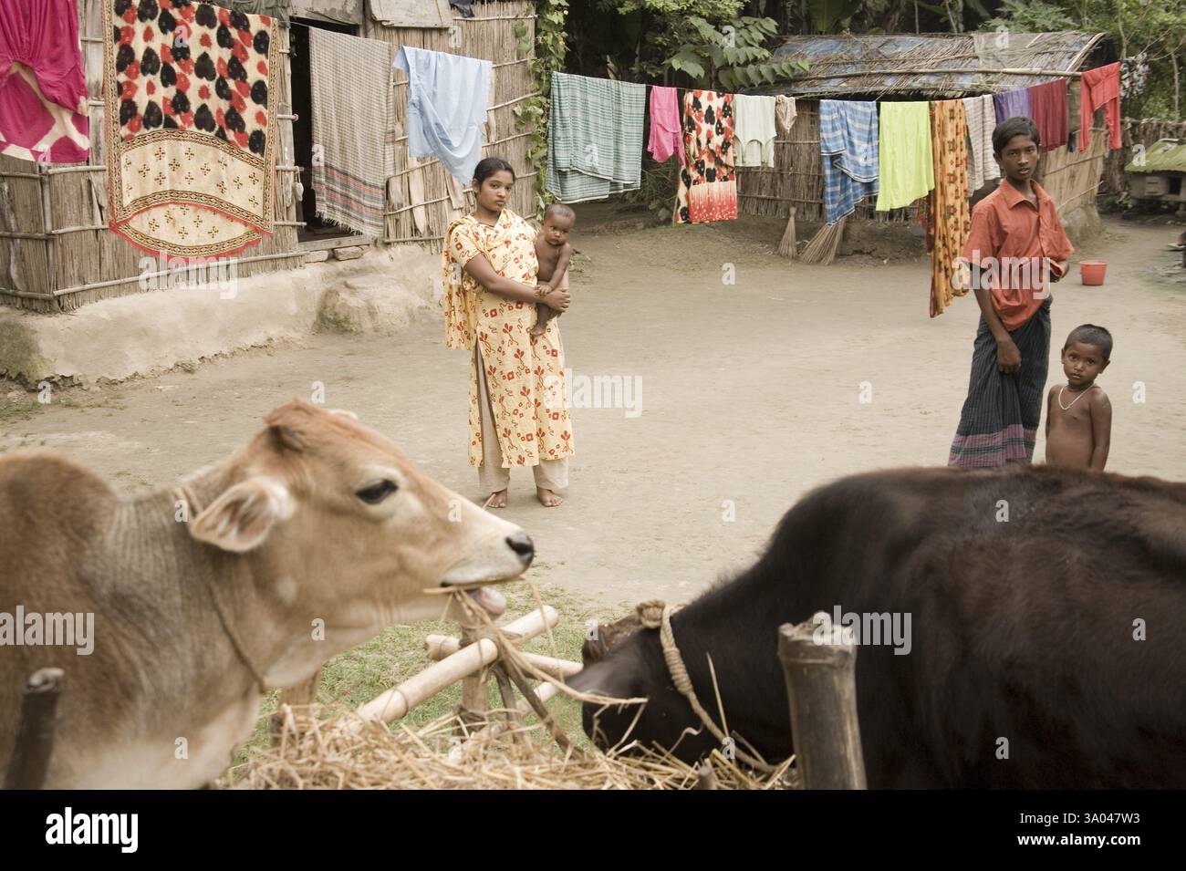 Domestic cows, rural life, Manik gunj, Bangladesh, Asia Stock Photo - Alamy