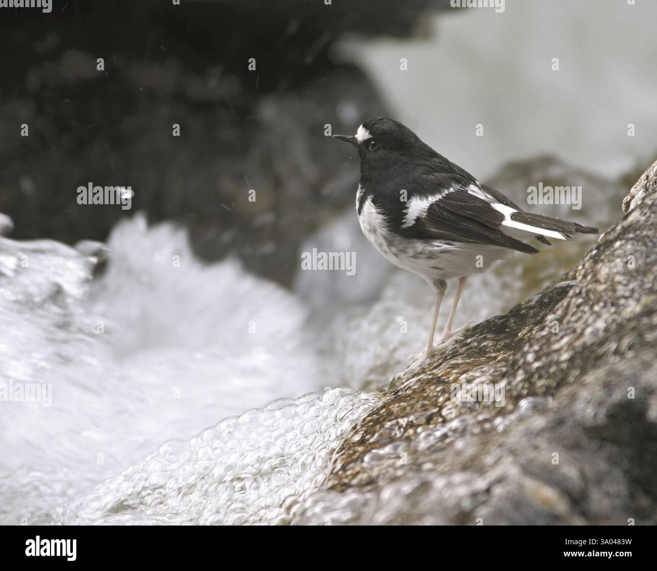 Birds, Little Forktail, Enicurus scouleri bird on water, Pangi ...