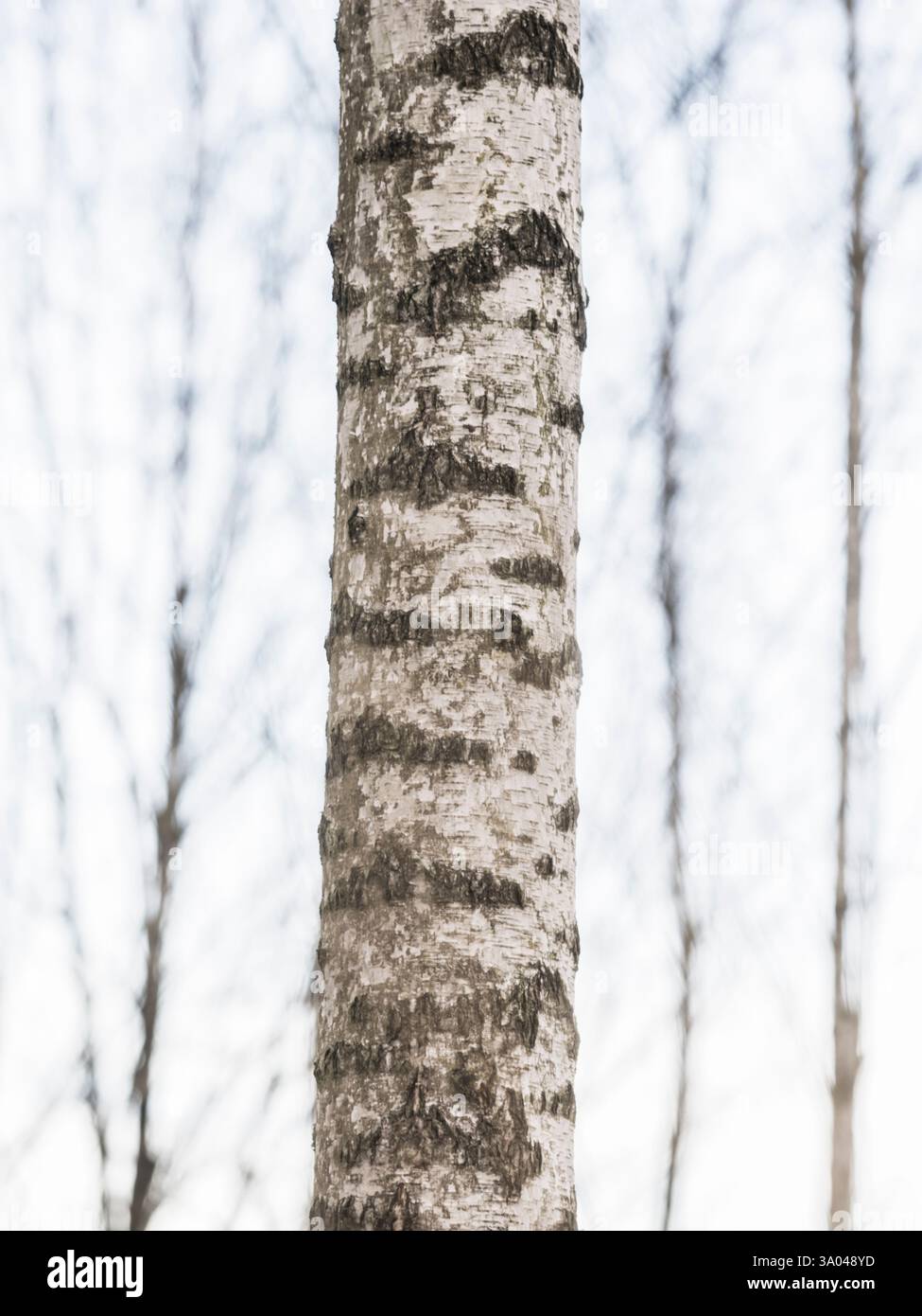 A birch tree with distinctive white bark rises through the soft light ...
