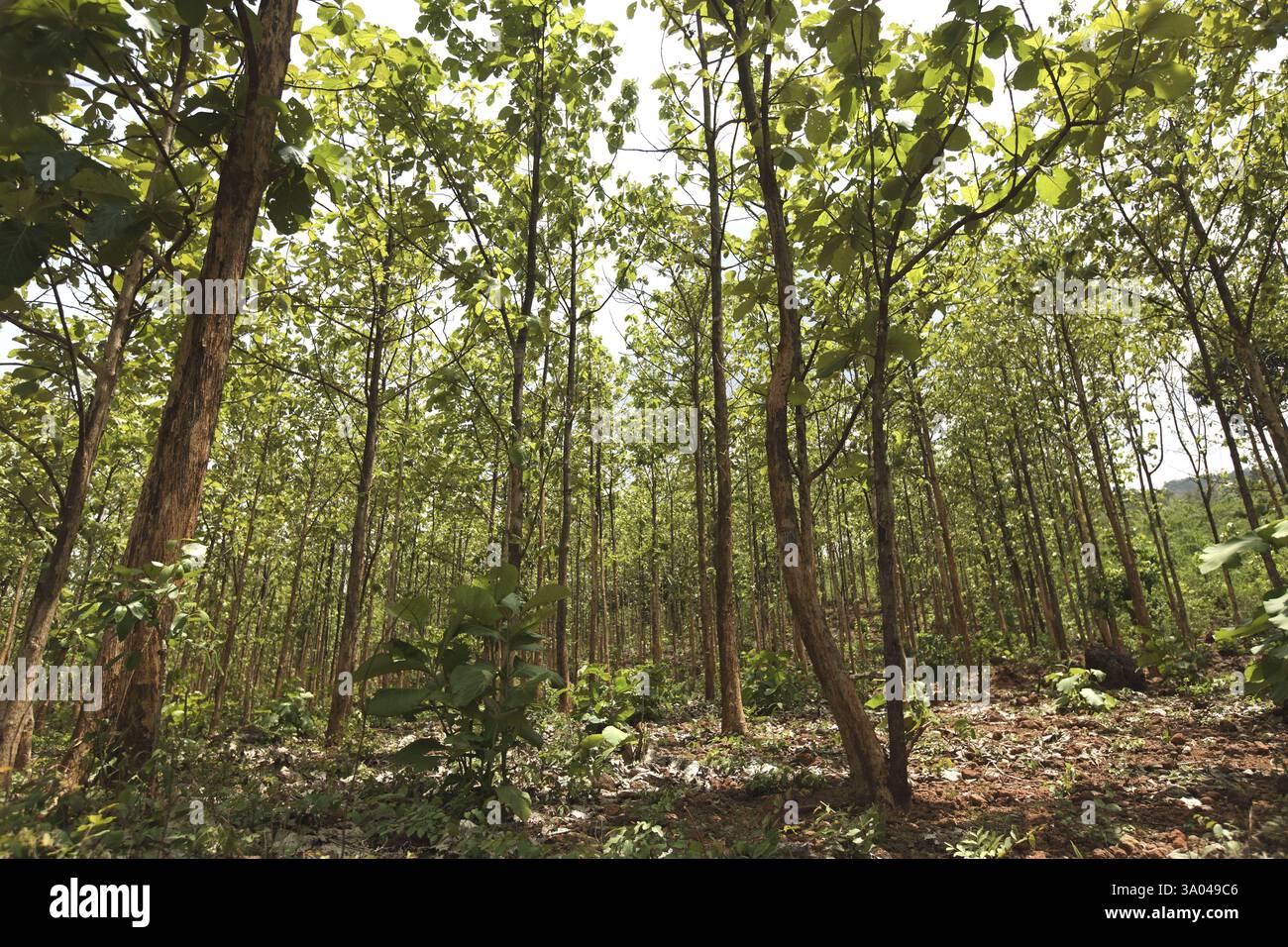Teak wood plantations at ananthagiri hills, Araku Valley ...