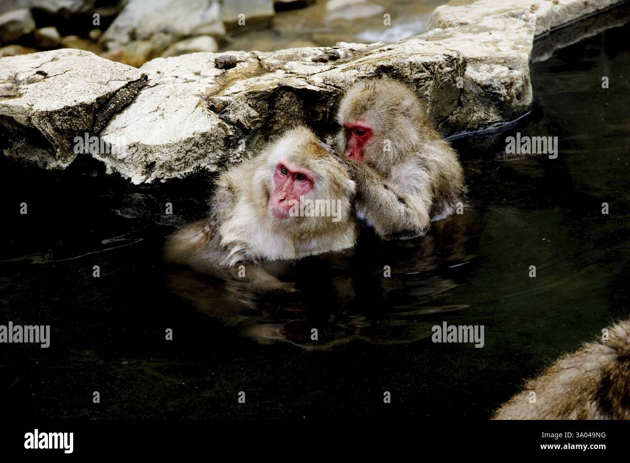Japanese Monkeys sitting and grooming in hot water spring for heat and protection from too much ...