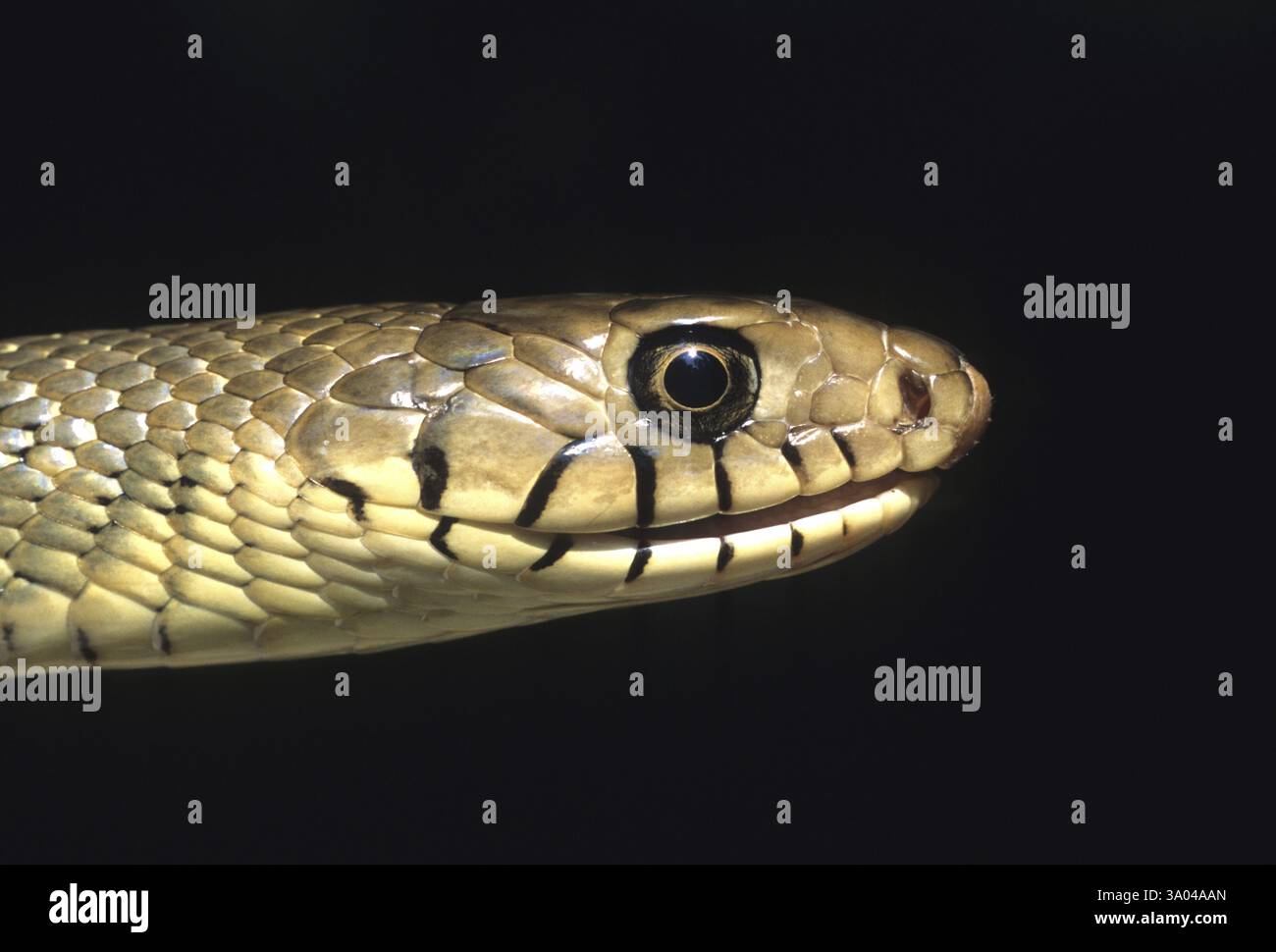 Rat snake ptyas mucosus Stock Photo - Alamy