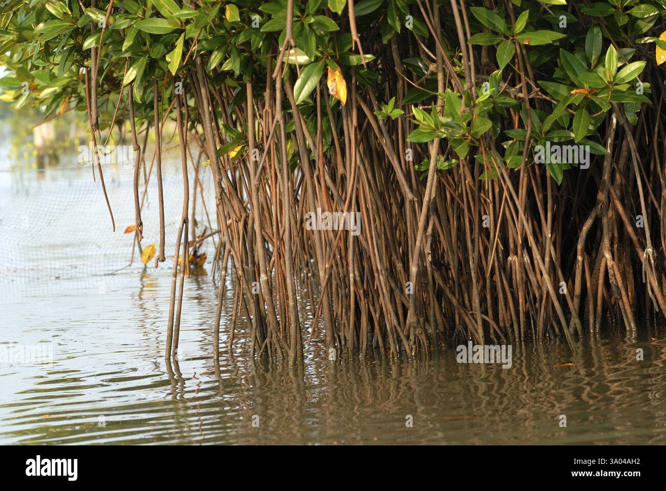 Backwater, Pichavaram mangrove forest, near Chidambaram, Tamil Nadu ...