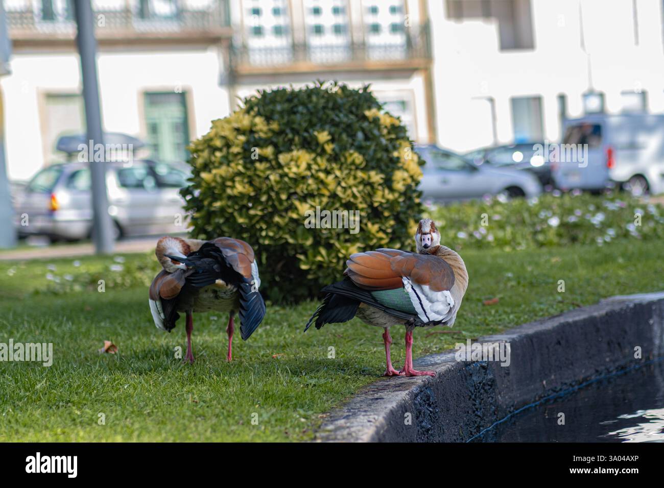 Egyptian geese walk near an artificial pond in the Portuguese city of ...