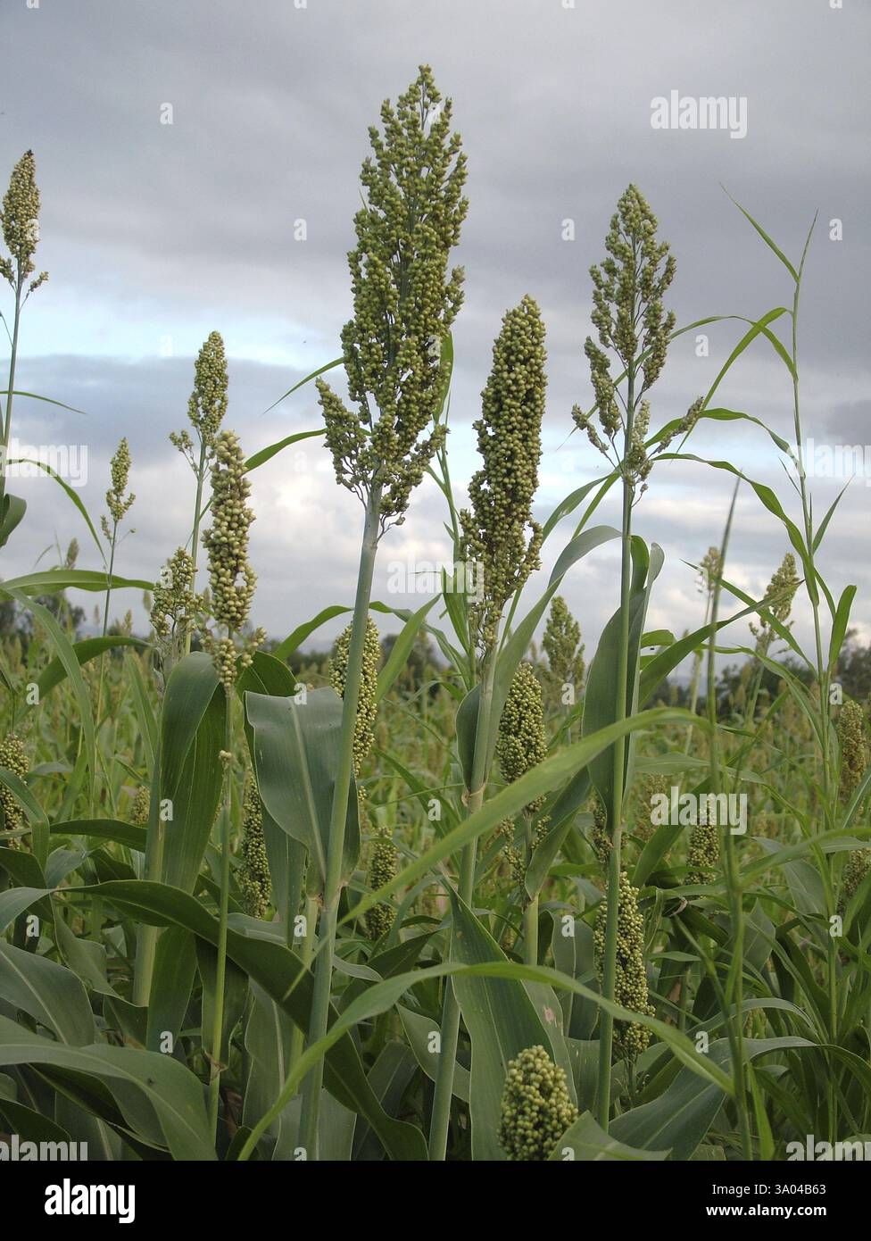 Field of Food Grain, Jawar Sorghum Stock Photo - Alamy