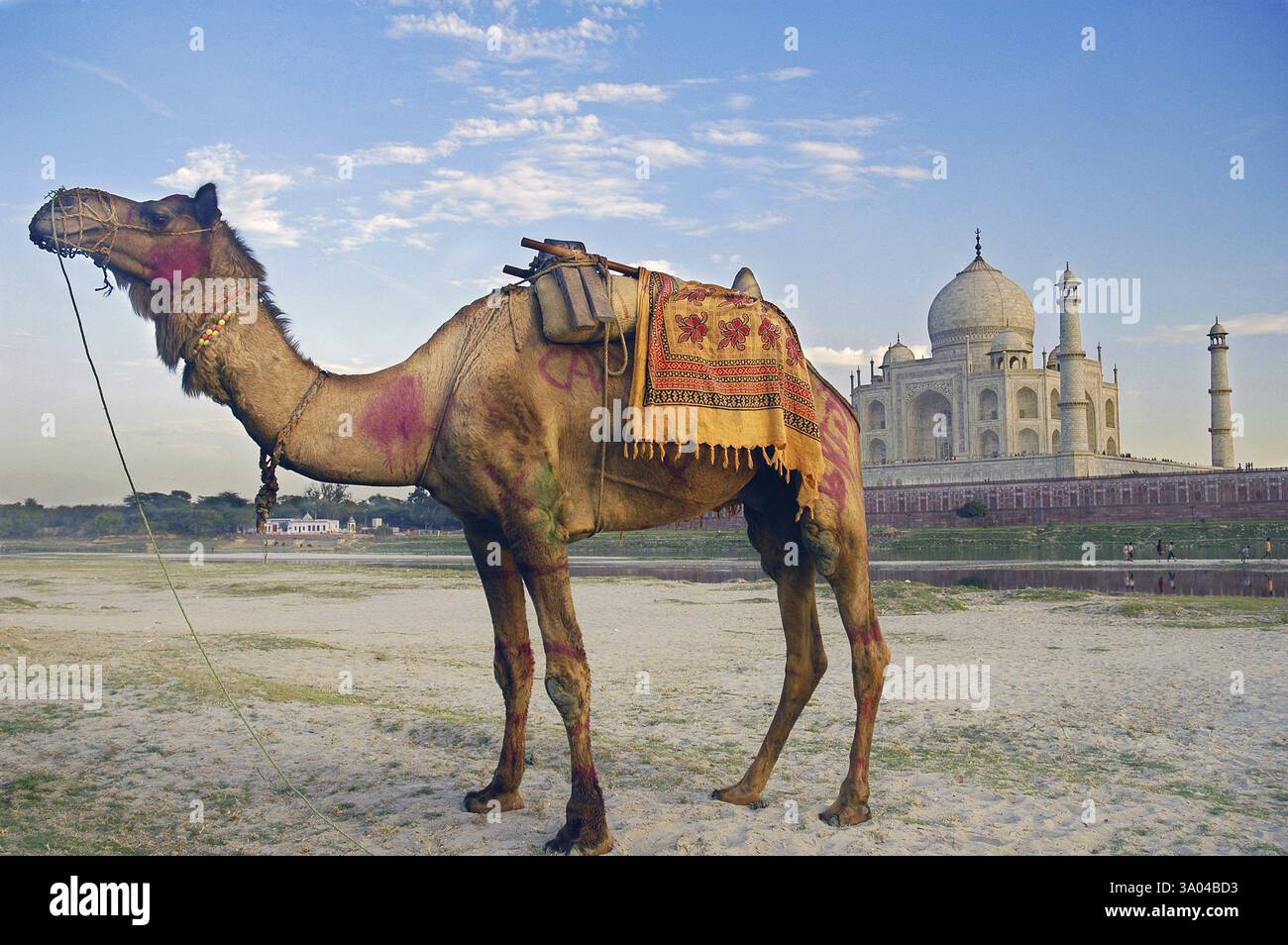 Camel banks river Yamuna flowing Taj Mahal Agra Ancient animal artist ...