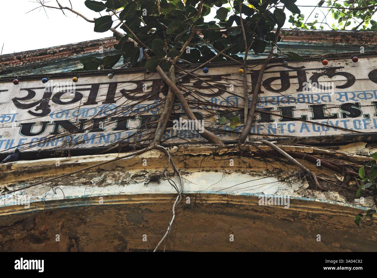 Banyan tree on entrance gate of United Mill Bombay Mumbai, Maharashtra ...