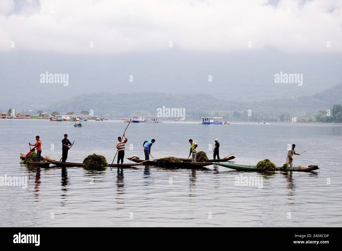 People collecting algae from dal lake, Srinagar, Jammu and Kashmir ...