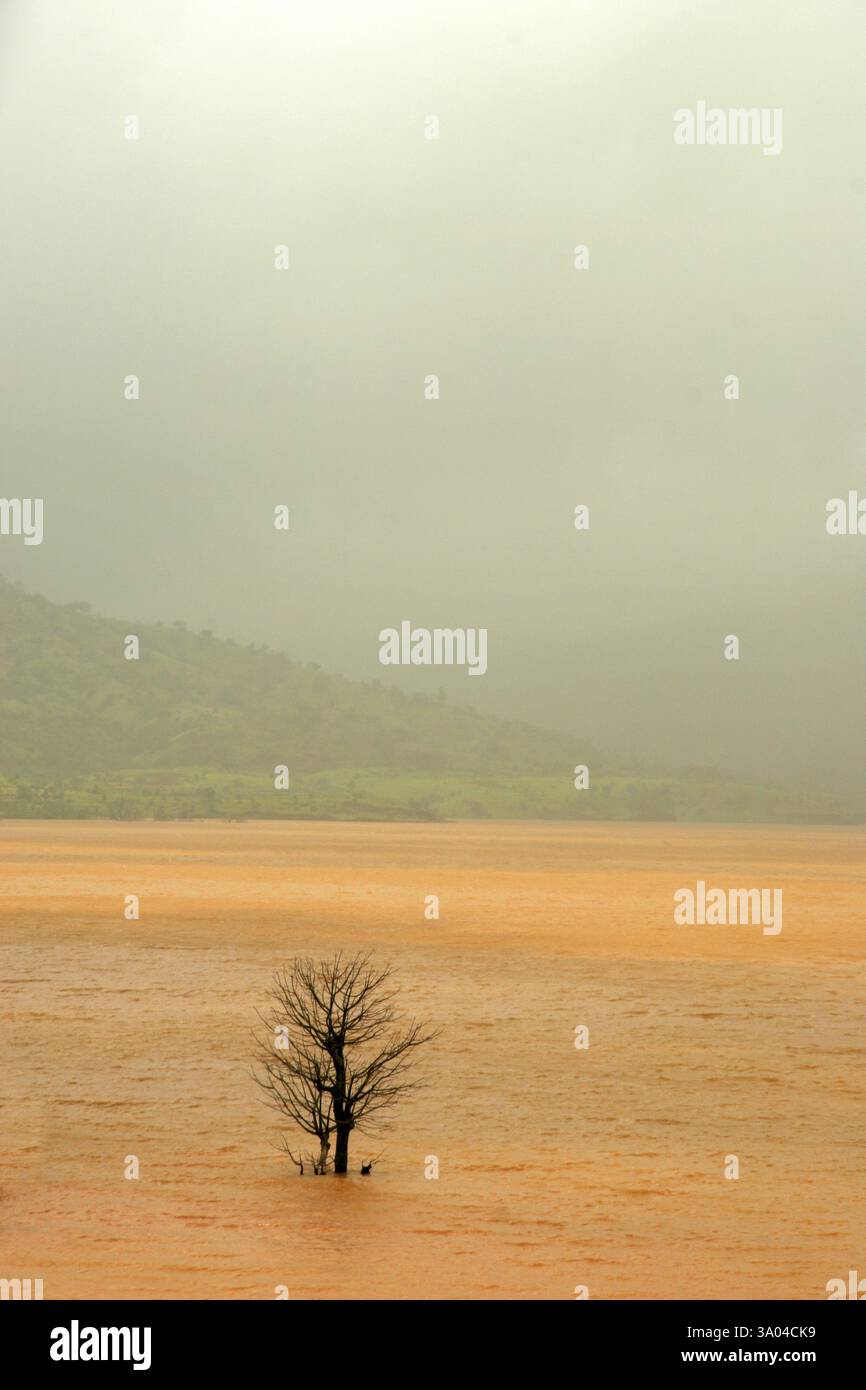Monsoon, landscape with dead dry tree standing in lake waters, Dhom dam ...