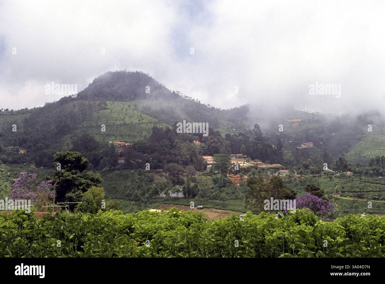 Nilgiris landscapes hi-res stock photography and images - Alamy