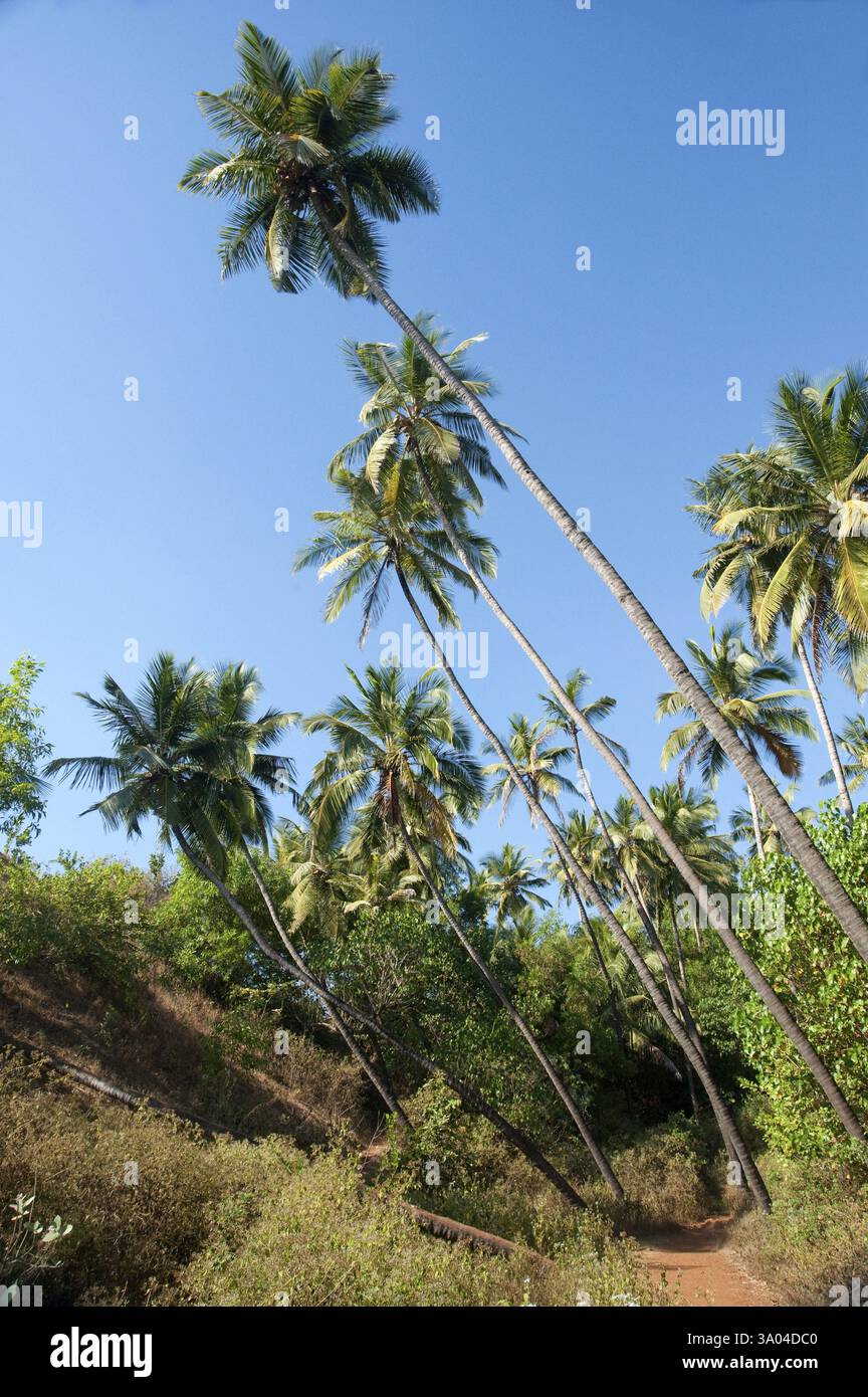 Coconut trees at reddi, Sindhudurg, Maharashtra, India, Asia Stock ...