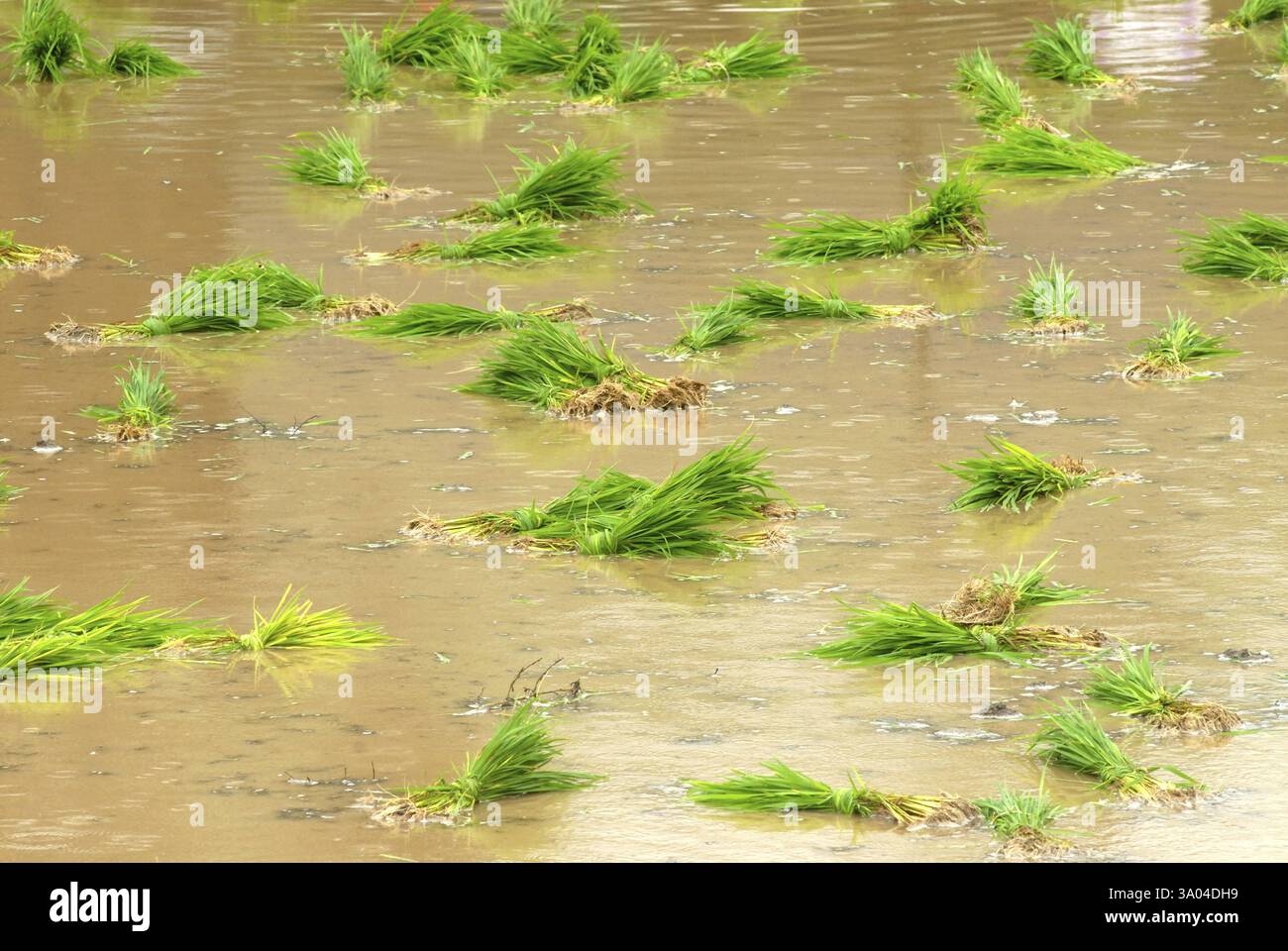 Bunch of rice crop in paddy field for sowing, Madh, Malshej Ghat ...