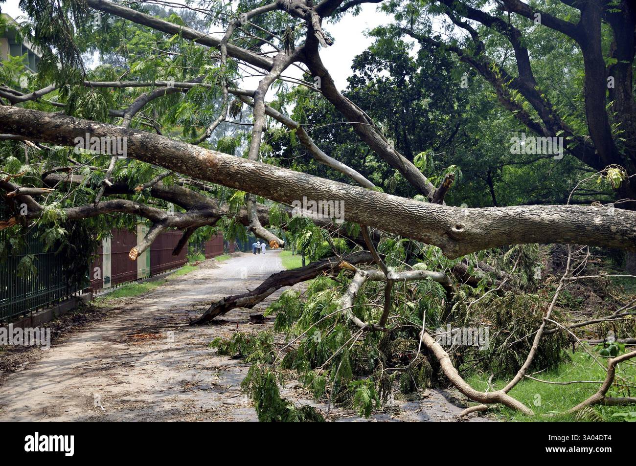 Tree fallen during cyclone in Calcutta Kolkata, West Bengal, India ...