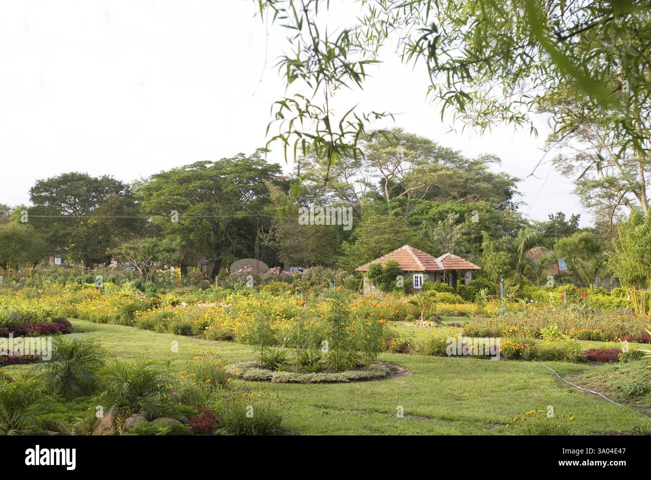 Garden, Udhagamandalam Ooty, Tamil Nadu, India, Asia Stock Photo - Alamy