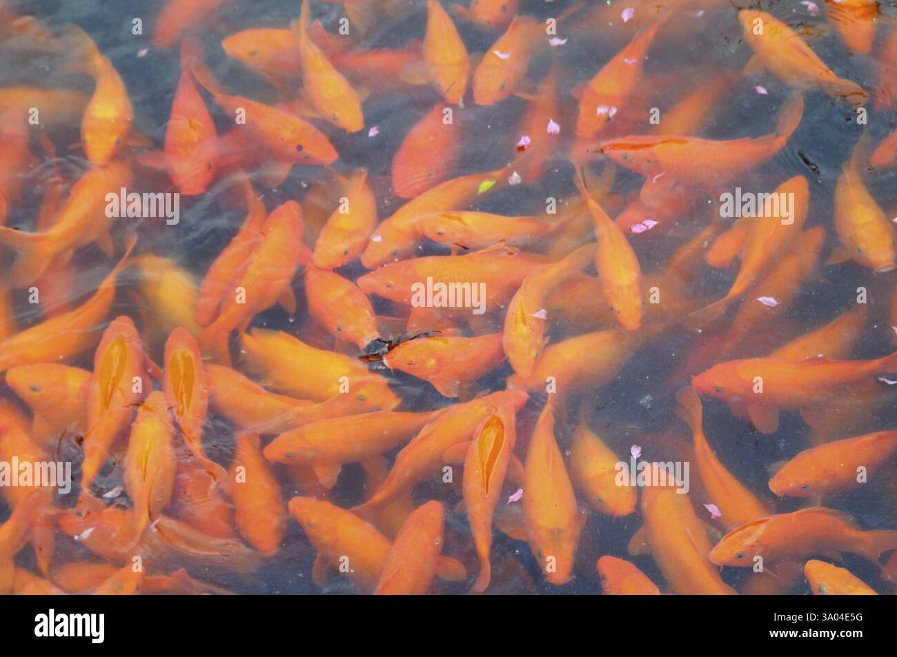 Pond full of goldfish in Dong-Yang palace, China, Asia Stock Photo - Alamy