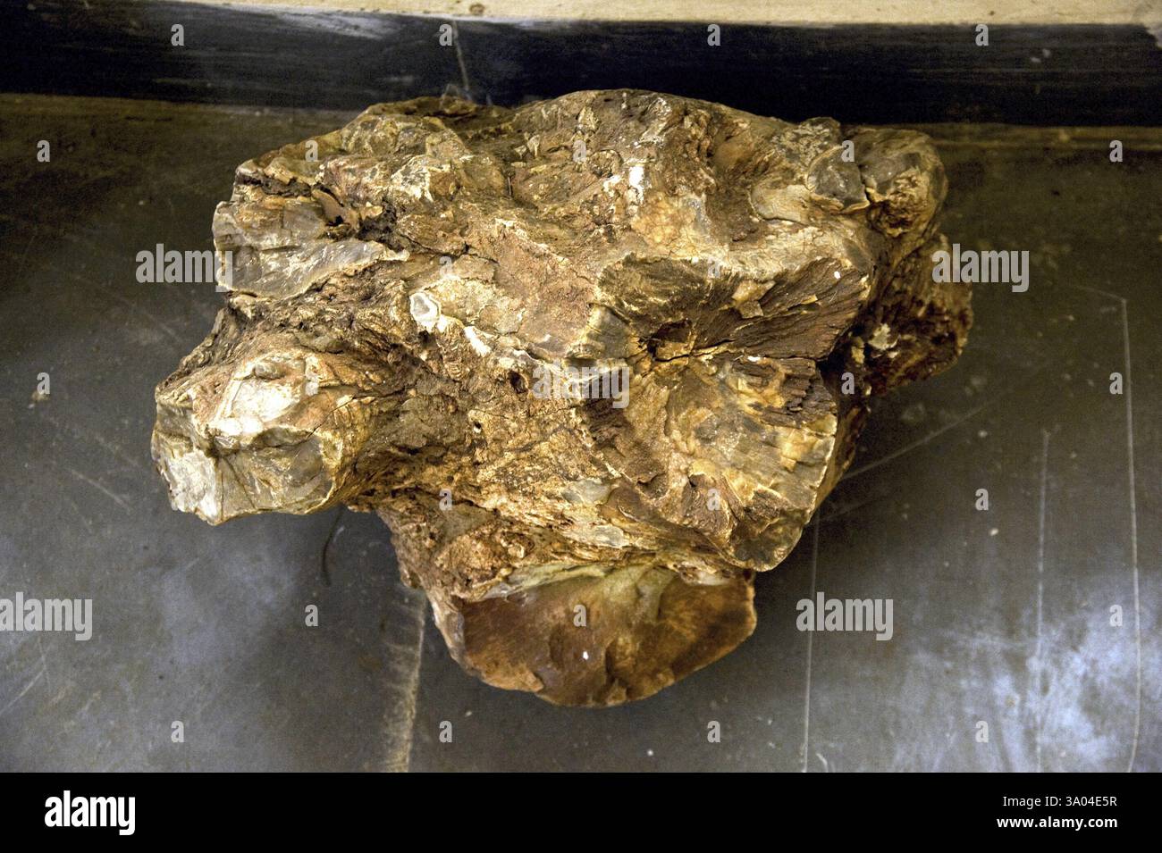 Fossil of a Sal tree, national fossil park, Ghughwa, Madhya Pradesh ...