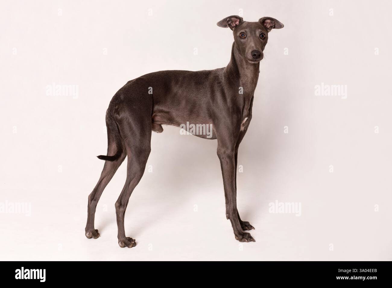Small italian greyhound dog standing posing in a studio on a white ...