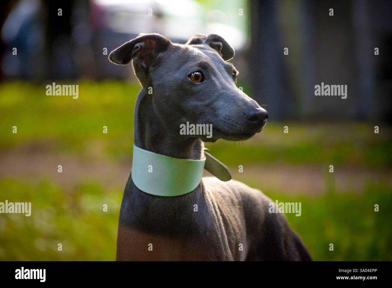 Small Italian Greyhound outdoor portrait Stock Photo - Alamy