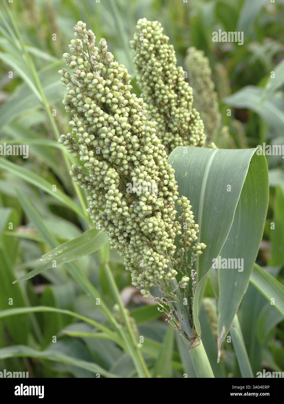 Field food grain jawar hi-res stock photography and images - Alamy