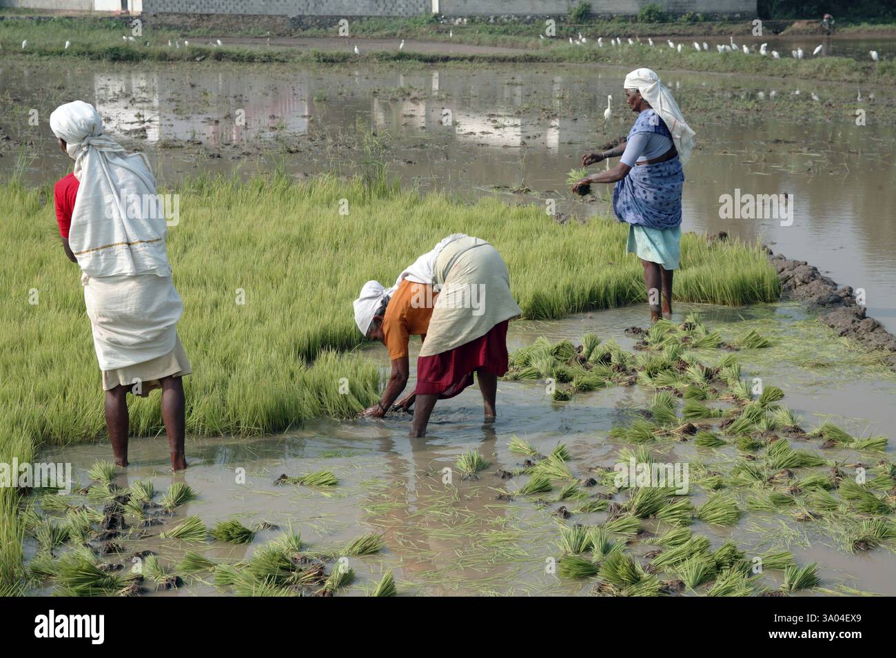 Workers working in Paddy field, Kerala, India, Asia Stock Photo - Alamy