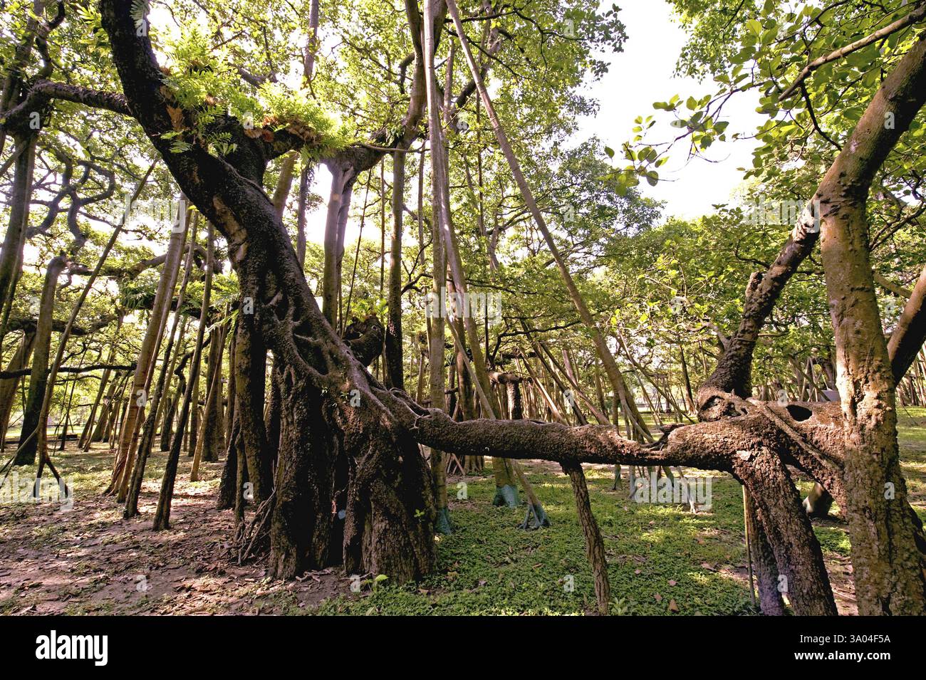 Old banyan ficus bengalensis tree at Botanical garden, Shibpur, Howrah ...